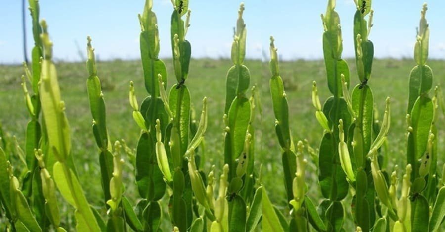 Conheça os Benefícios Que a Carqueja Oferece - Bela Única